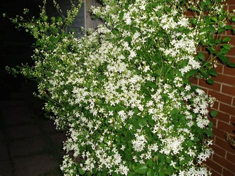 Дерево с мелкими белыми цветами 59 фото