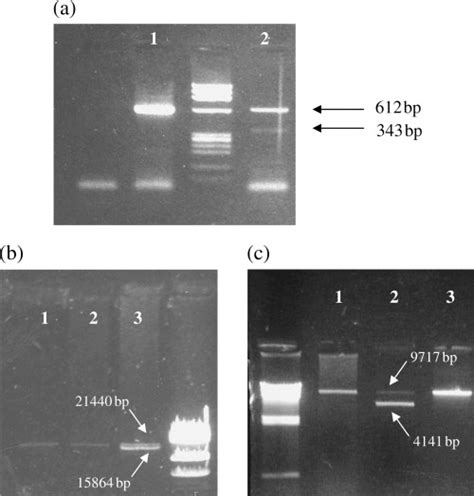 Rna And Dna Analysis A Results Of Reverse Transcriptasepolymerase Download Scientific