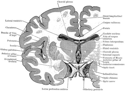 Brain Coronal View