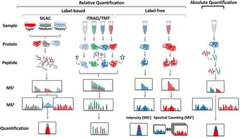 Label Free Vs Label Based Proteomics A Comprehensive Comparison Creative Proteomics