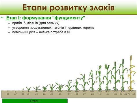 Шкала ВВСН для злакових культур Етапи розвитку злаків презентация онлайн