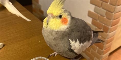 オカメインコノーマルが迷子になりました