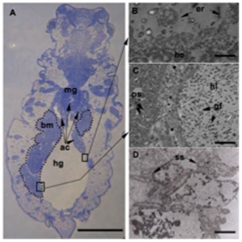 A Semithin Section Of A Pisum Showing The Bacteriome Bm Containing