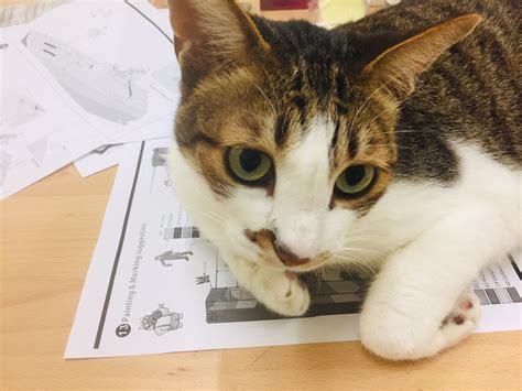 Norwegian Navy Skjold Class Corvette