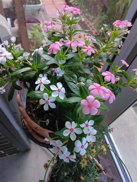 7月の花と蝶 黄昏マンブローグ