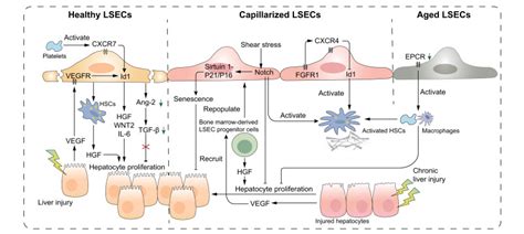 Angiocrine Signaling In Sinusoidal Homeostasis And Liver Diseases