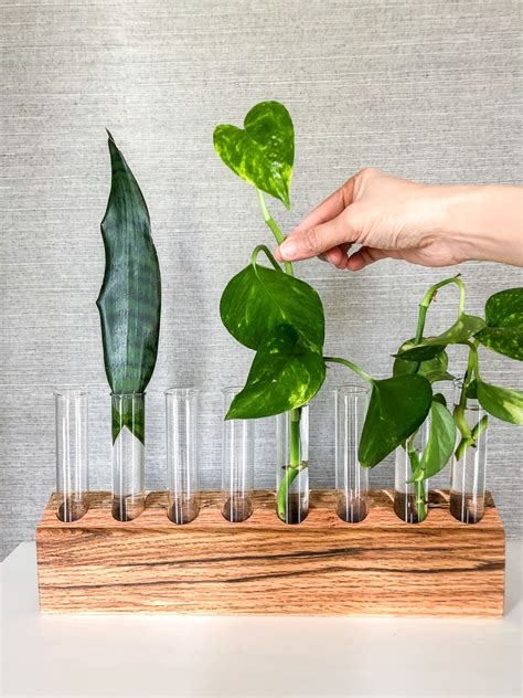 How To Make A Diy Plant Propagation Station Out Of Scrap Wood