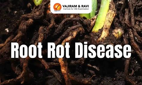 Root Rot Disease Treatment Cause Prevention Latest News