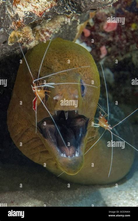 Symbiosis Symbiotic Behaviour In Coral Reef Of Predatory Fish Giant