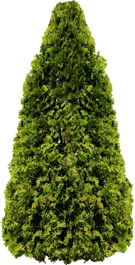 Елка PNG фото, ель