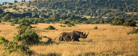 Black Rhino Habitat Rhinoceros Fact Sheet Blog Nature Pbs