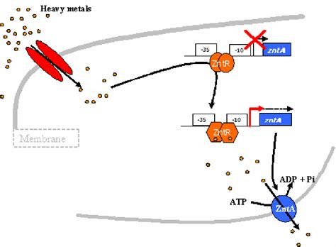 Figure 3 From Bacterial Bioluminescent Biosensor Characterisation For On Line Monitoring Of
