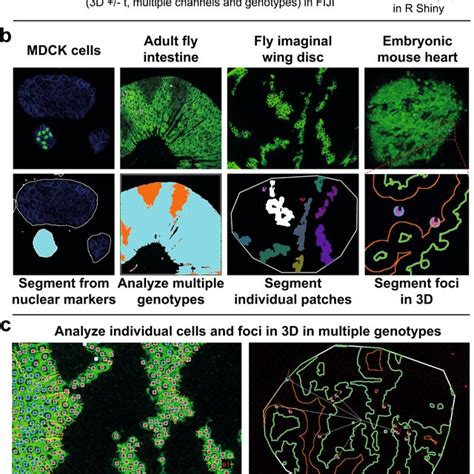 Pecan Is A Versatile Tool For The Analysis Of Complex 3d Images A