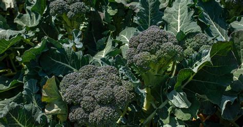 How To Grow Broccoli In Containers The Complete Guide Backyard Eden