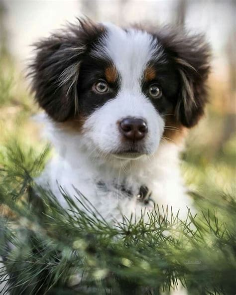 10 Supportive Therapy Dog Breeds That Will Bring Love And Healing Artofit