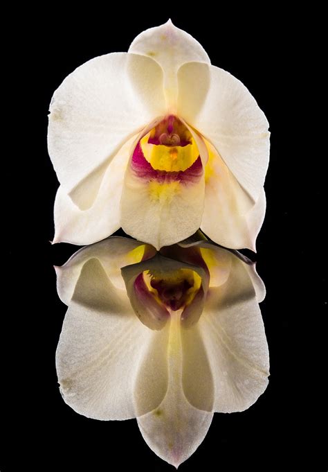 Orchdee Flor Blanco Foto Gratis En Pixabay Pixabay