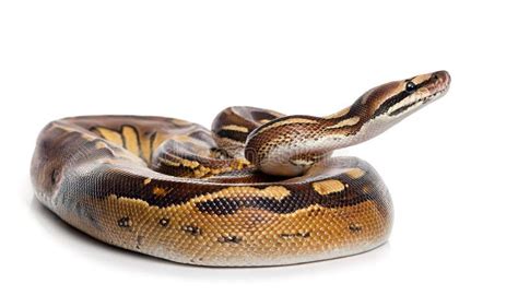 Reticulated Python Malayopython Reticulatus Is A Python Species