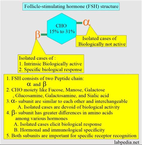 Follicle Stimulating Hormone Fsh Follitropin