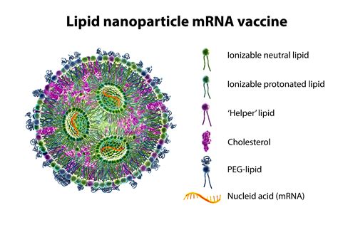 Get The Right Lipid Nanoparticle Formulation For Stability