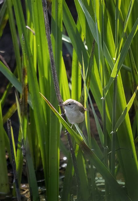 Garden Warbler Bird Songbird Free Photo On Pixabay Pixabay