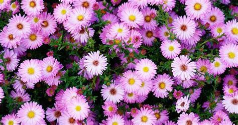 Flores que debes tener en tu Jardín Plantas
