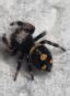 SKAKUN Phidippus Regius Dos Gardenas L3 4 Arachnohobbia