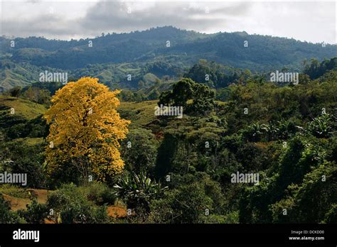 Tree With Yellow Foliage Stock Photo Alamy