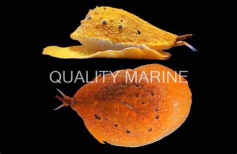 Conch Fig Quality Marine