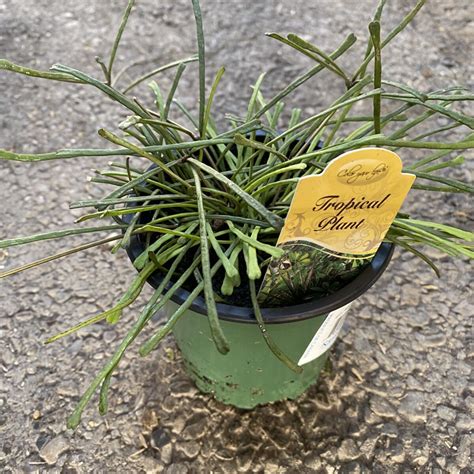 Grass Leafed Hoya Hoya Retusa Tropicals And Houseplants › Anything Grows