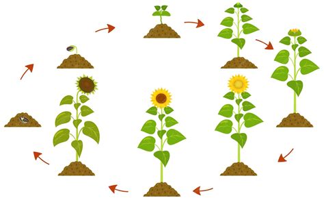 Simple Life Cycle Of A Plant