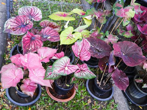 15 Types Of Caladium Plants With Pictures Plant Index