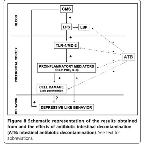 Effect Of Antibiotics On Lps Induced Pro Inflammatory Markers
