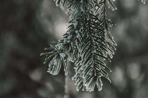 Обои Природа Зима обои для рабочего стола фотографии природа зима
