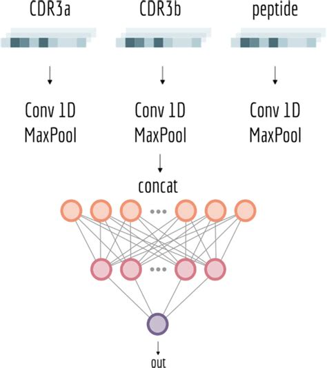 Nettcr 2 0 Enables Accurate Prediction Of Tcr Peptide Binding By Using Paired Tcrα And β