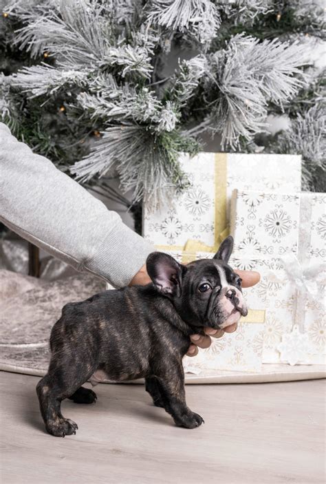 Mini French Bulldog Teacup Frenchies Micro Frenchies A