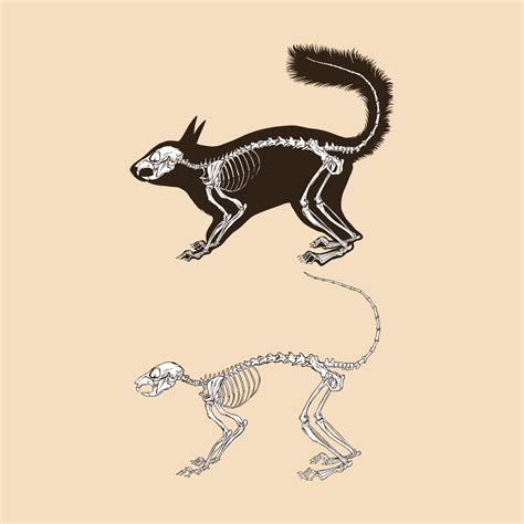 Giant Flying Squirrel Skeleton