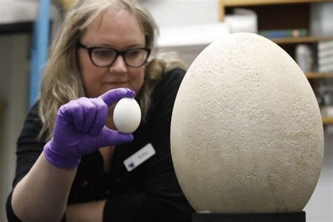 79 Tahun Tersimpan Di Museum Telur Burung Gajah Ini Ternyata Asli