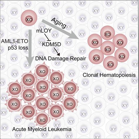 Jci Insight Mosaic Loss Of Chromosome Y Promotes Leukemogenesis And Clonal Hematopoiesis