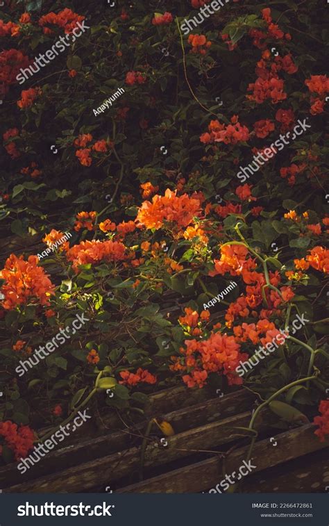 Typical View Garden South East Asia Stock Photo 2266472861 Shutterstock