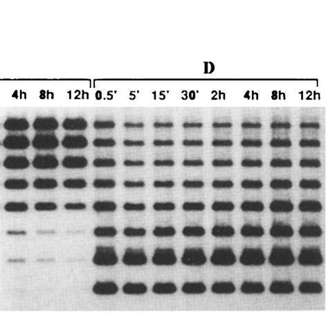 Binding Of Hsf To Arrays Of Two To Nine Contiguous 5 Bp Units A