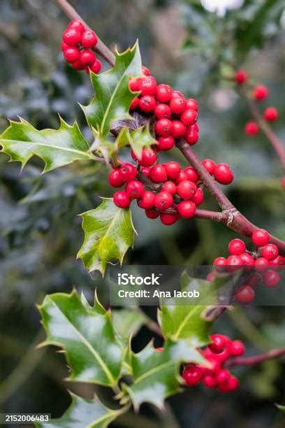 Llex Aquifolium으로도 알려진 눈에 띄는 호랑가시나무 식물로 밝은 빨간색 열매와 뾰족하고 왁스 같은 잎이 특징입니다 호랑가시나무에 대한 스톡 사진 및 기타 이미지