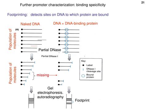 Ppt Yeast Expression Vector Example Powerpoint Presentation Free