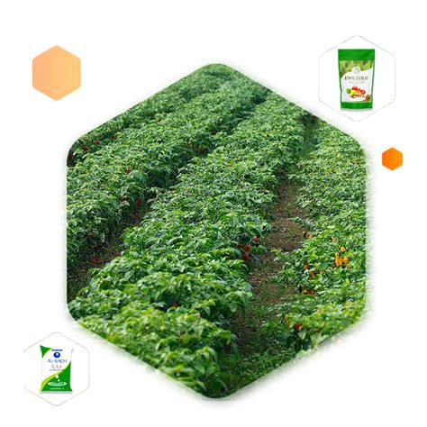About Us Shamrock Overseas