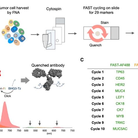 Overview Of The Fast Cyclic Imaging Method For Rapid Diagnostic Download Scientific Diagram