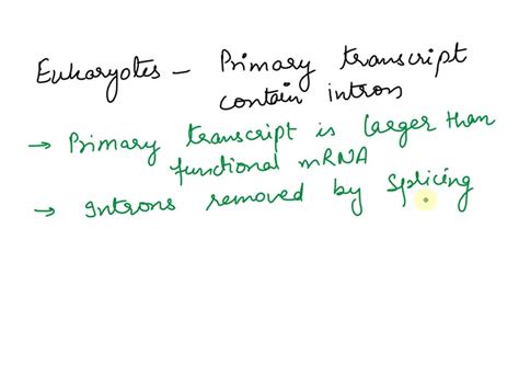 solved a primary transcript in the nucleus of a eukaryotic cell is the