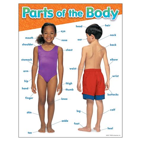 Parts Of The Body Learning Chart X T Walmart