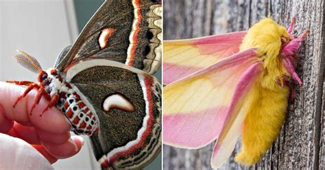 Most Beautiful Moth In The World