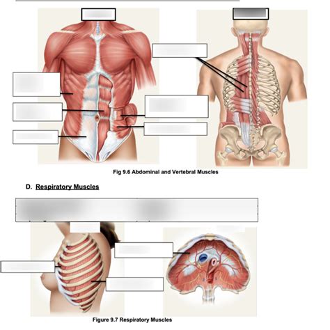 Lab 9 Muscle Systems Part 36 Diagram Quizlet