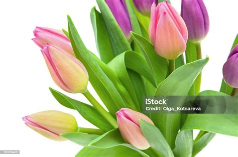 튤립 봄 흰색 배경에 고립 된 여러 가지 빛깔의 꽃 꽃다발 클로즈업 0명에 대한 스톡 사진 및 기타 이미지 0명 계절 꽃 나무 Istock
