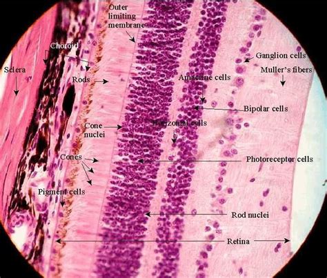 Retina Medical Laboratory Science Medical School Studying Eye Anatomy
